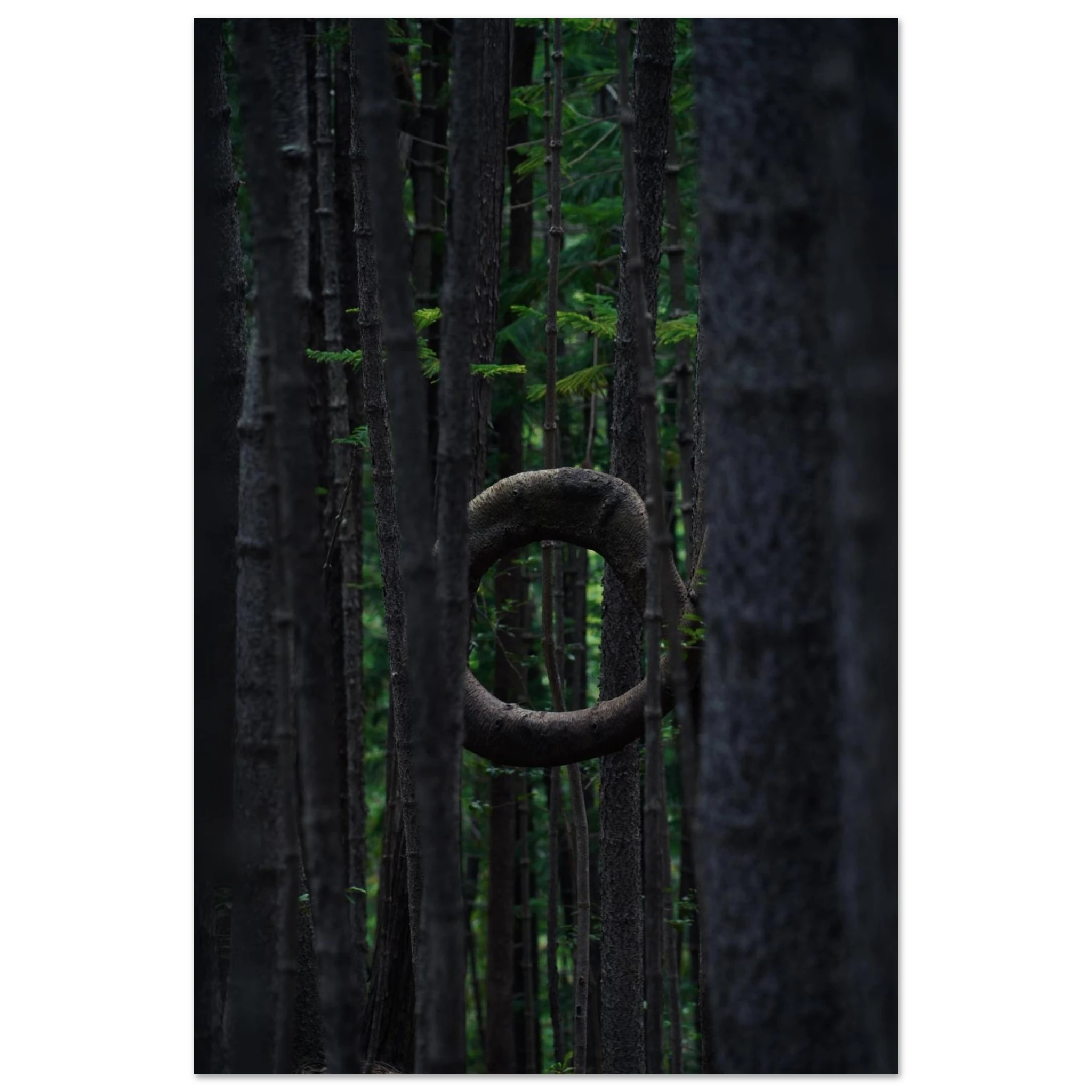 The Loop of Life – Life in Phocus